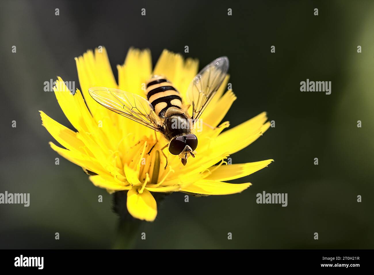 Pollinator role hi-res stock photography and images - Alamy