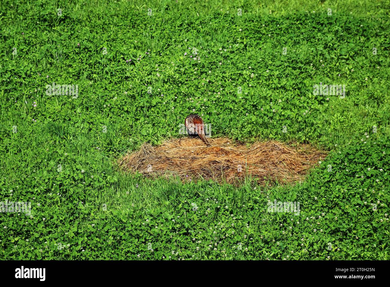 Pheasant bird. Photographed from behind. The pheasant has lowered its ...