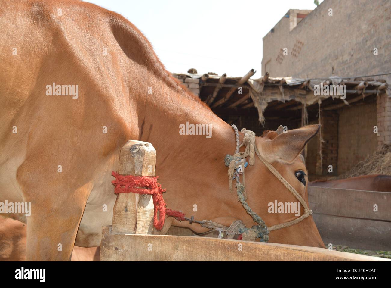 Cow face. Close-up portrait of a cow. Beautiful brown cow Stock Photo ...