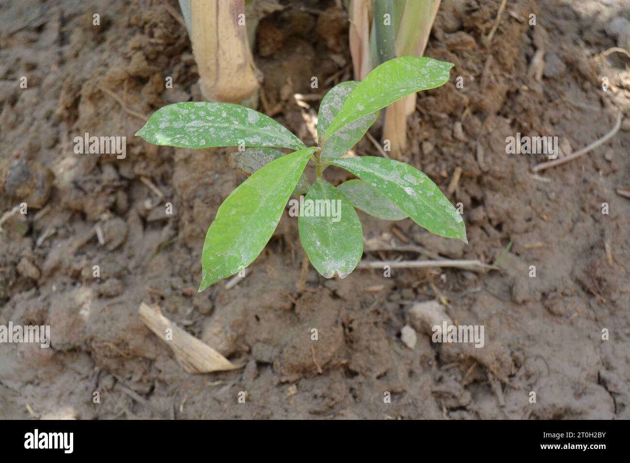 Jamun fruit tree hi-res stock photography and images - Alamy