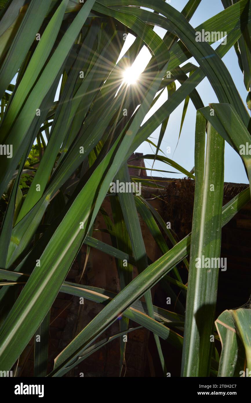 Jamun plant tree hi-res stock photography and images - Alamy