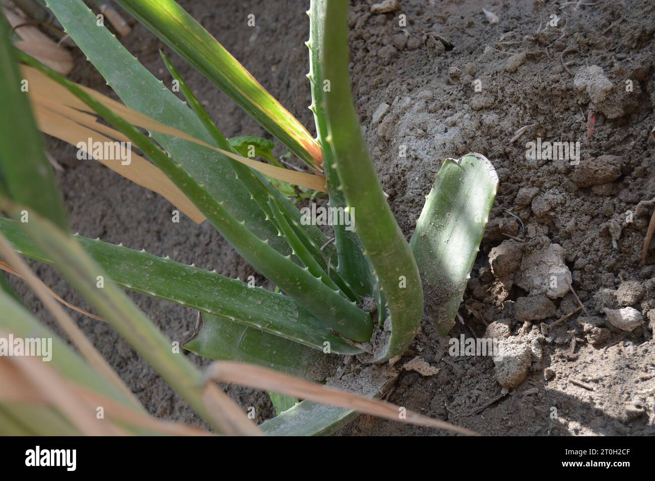 Jamun plant tree hi-res stock photography and images - Alamy