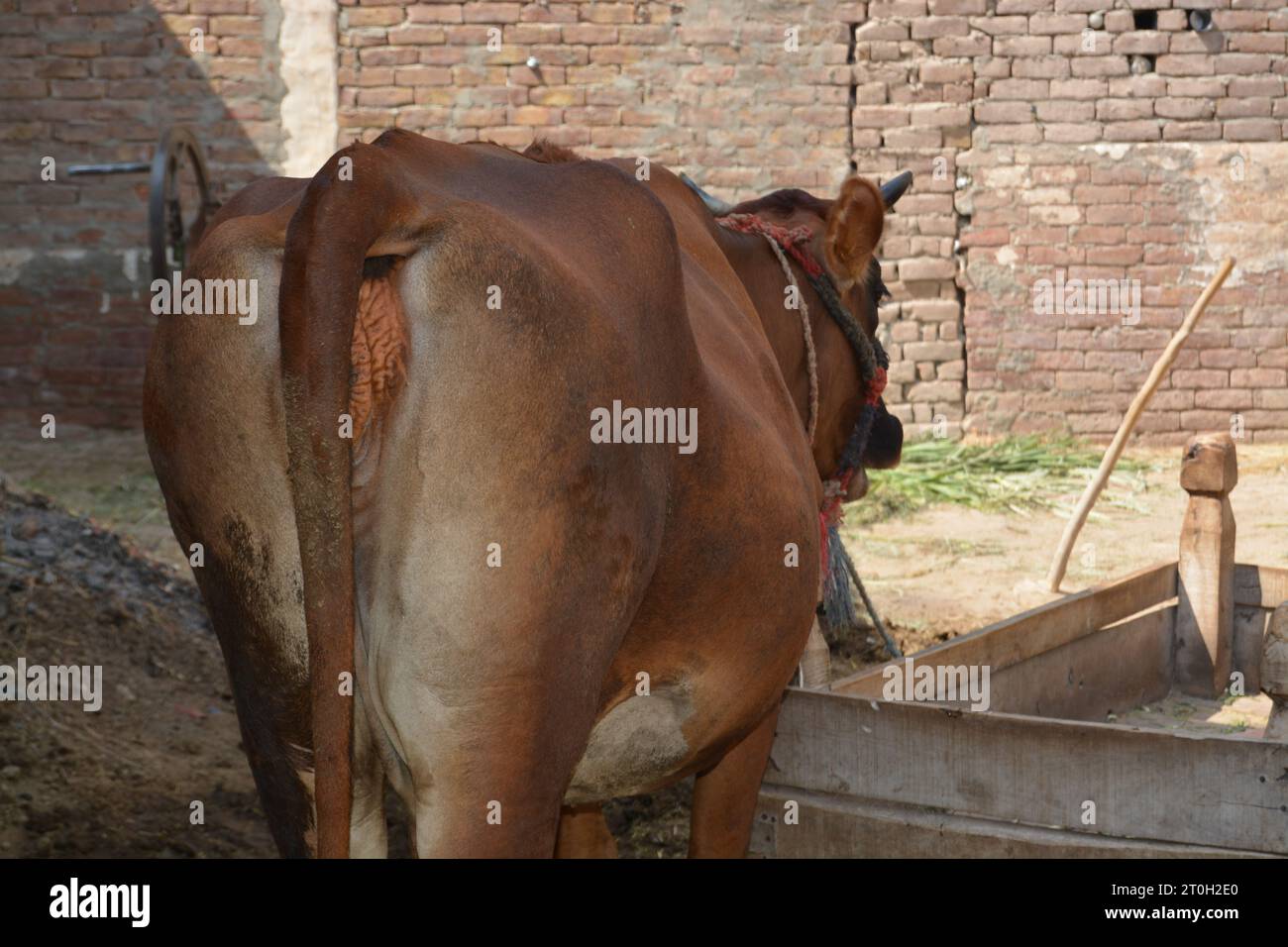 Cow face. Close-up portrait of a cow. Beautiful brown cow Stock Photo ...