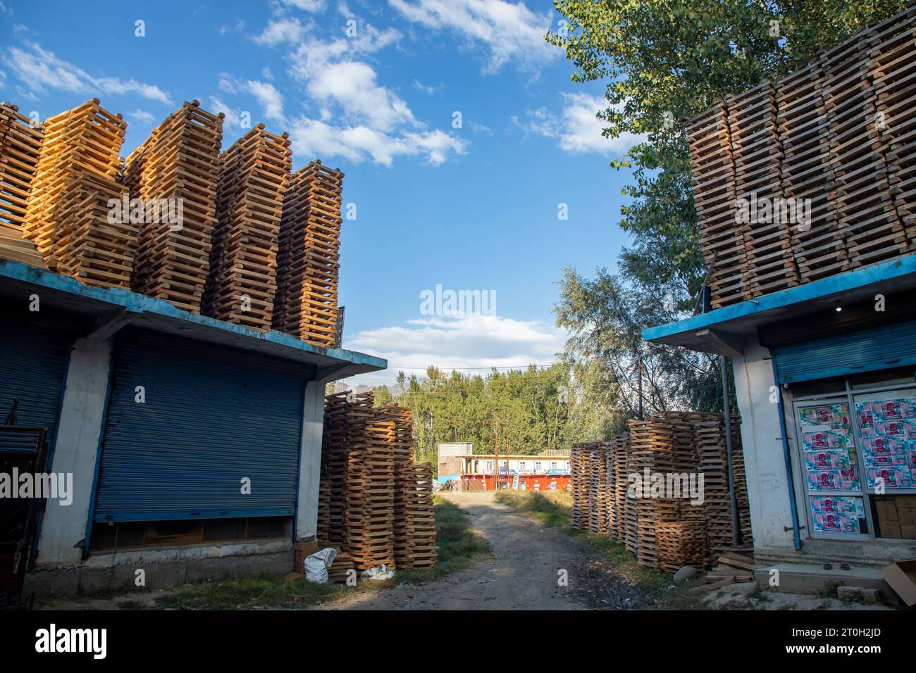 A stack of Kashmiri willow wood used to make a cricket bat is seen on ...