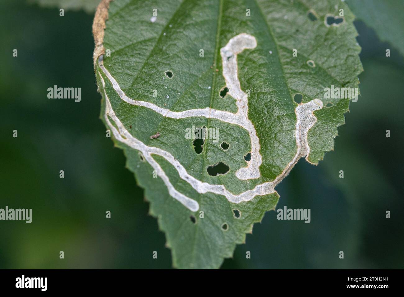 There are over 130 species of Leaf-mining Fly in Africa, some are ...