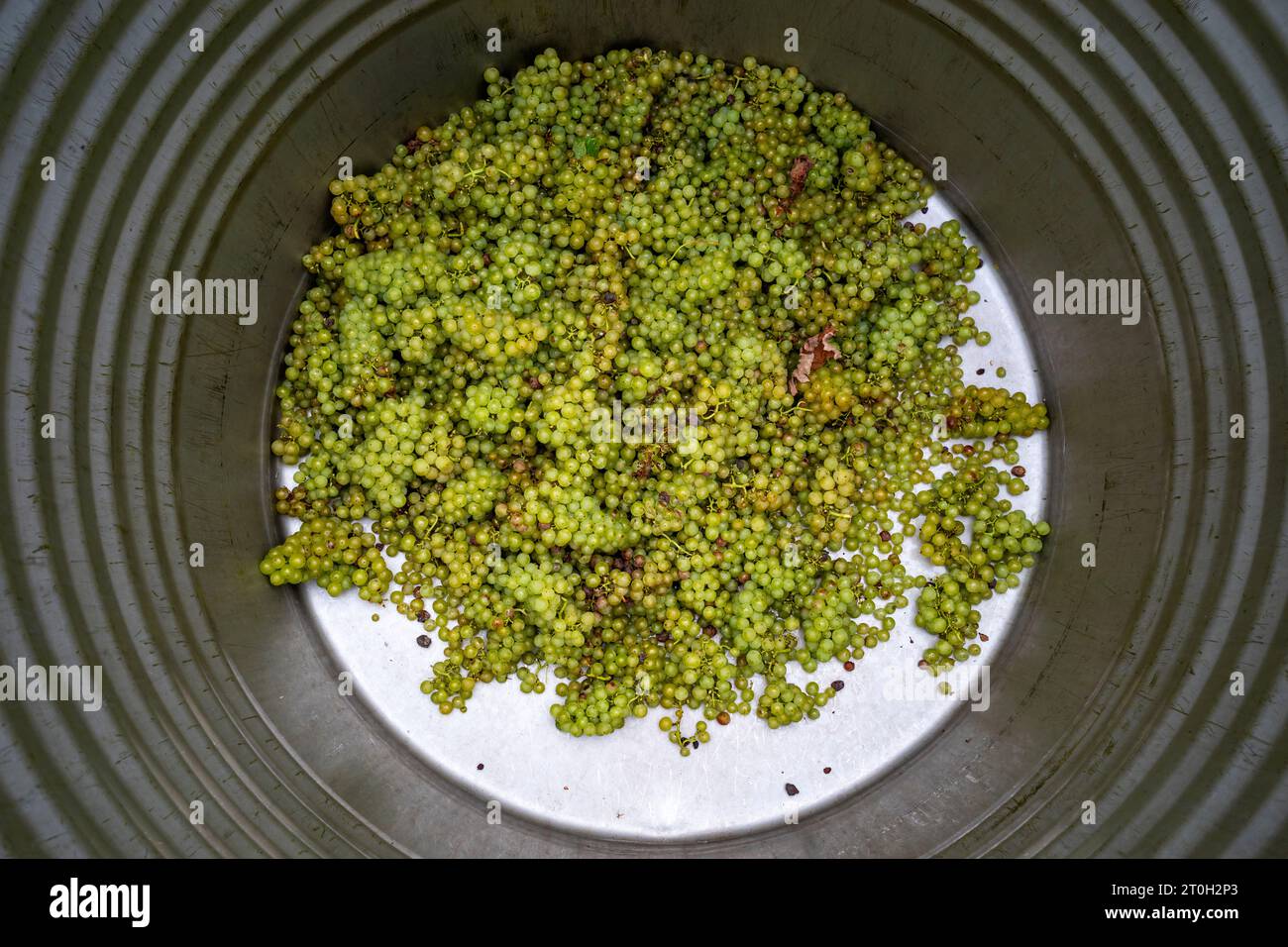 English harvested grapes hi-res stock photography and images - Alamy