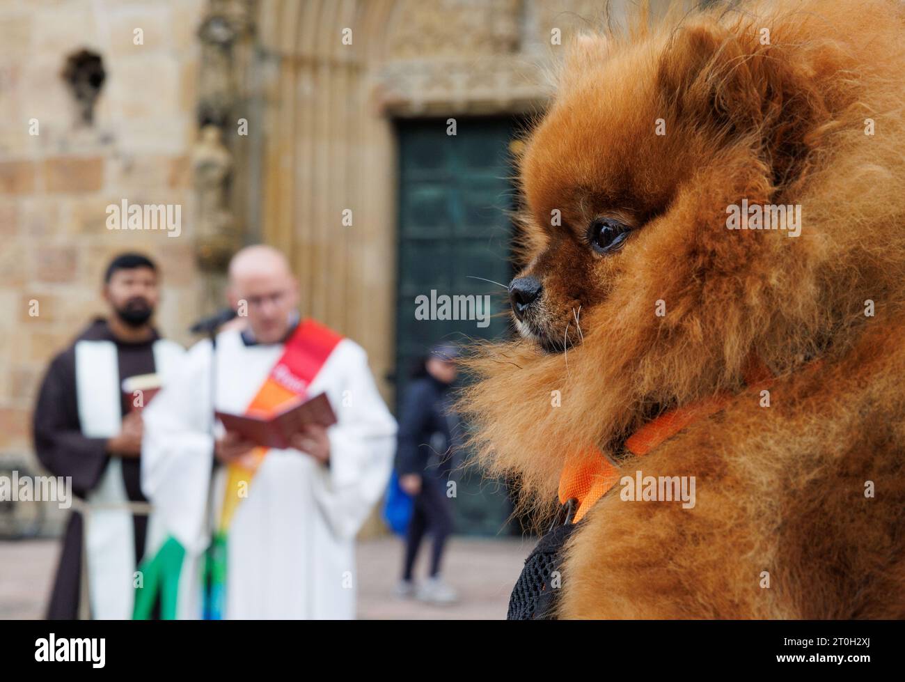 07 October 2023, Lower Saxony, Osnabrück: Dwarf Mascha looks at ...