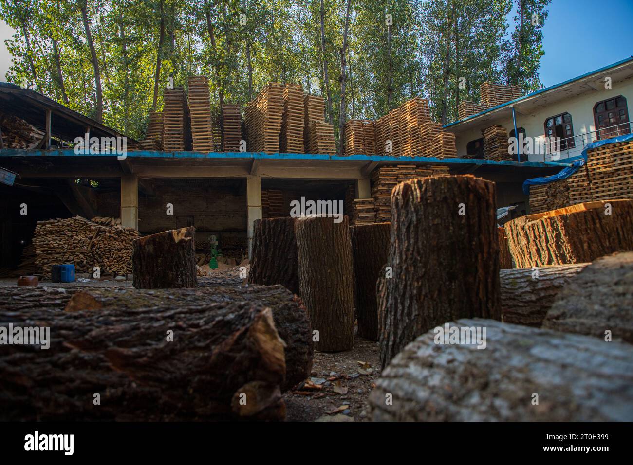 Kashmir, India. 2nd Oct, 2023. View of a Kashmiri willow cleft factory ...