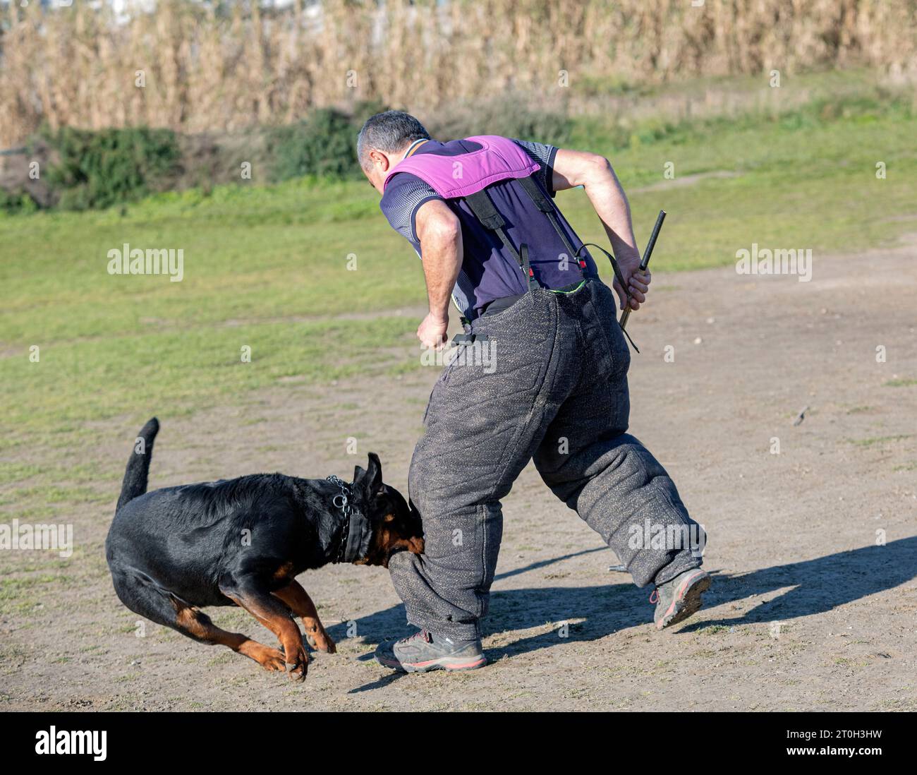 young rottweiler training for protection sport and police Stock Photo ...