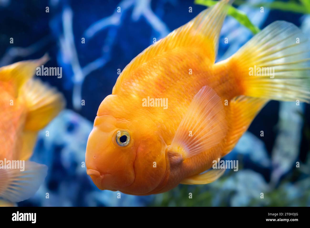Orange parrot fish in the aquarium. Red Parrot Cichlid. Aquarium fish ...