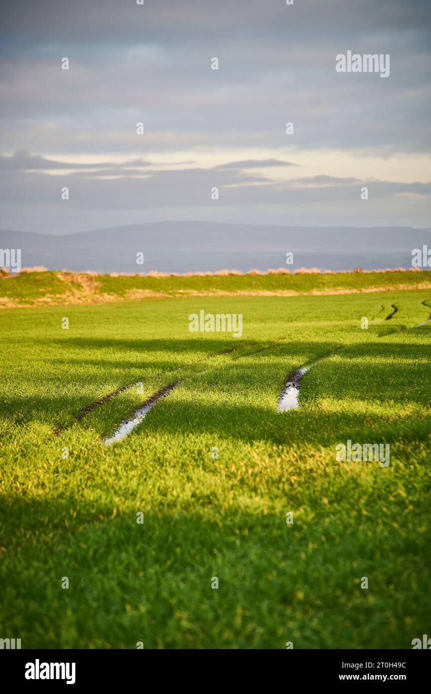 Vehicle tracks across field of grass Stock Photo - Alamy