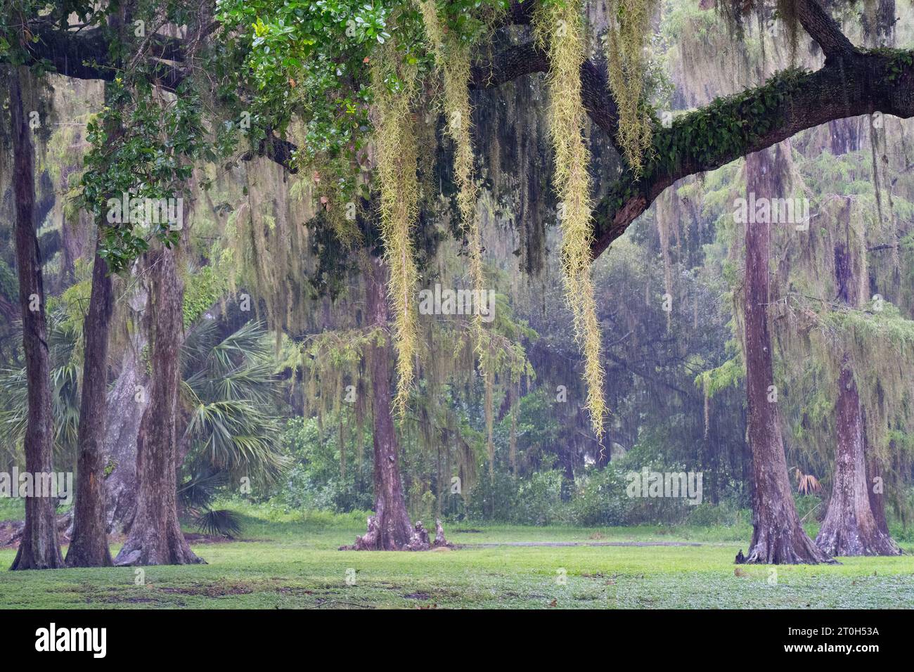 Florida, United States, landscape of big old trees with spanish moss ...