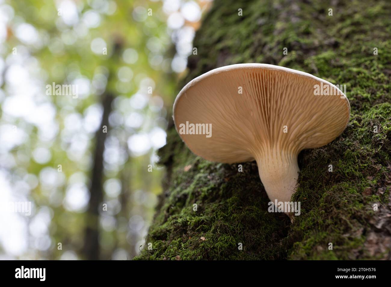 Mushrooms growing on a tree trunk in the autumn forest. Edible autumn ...