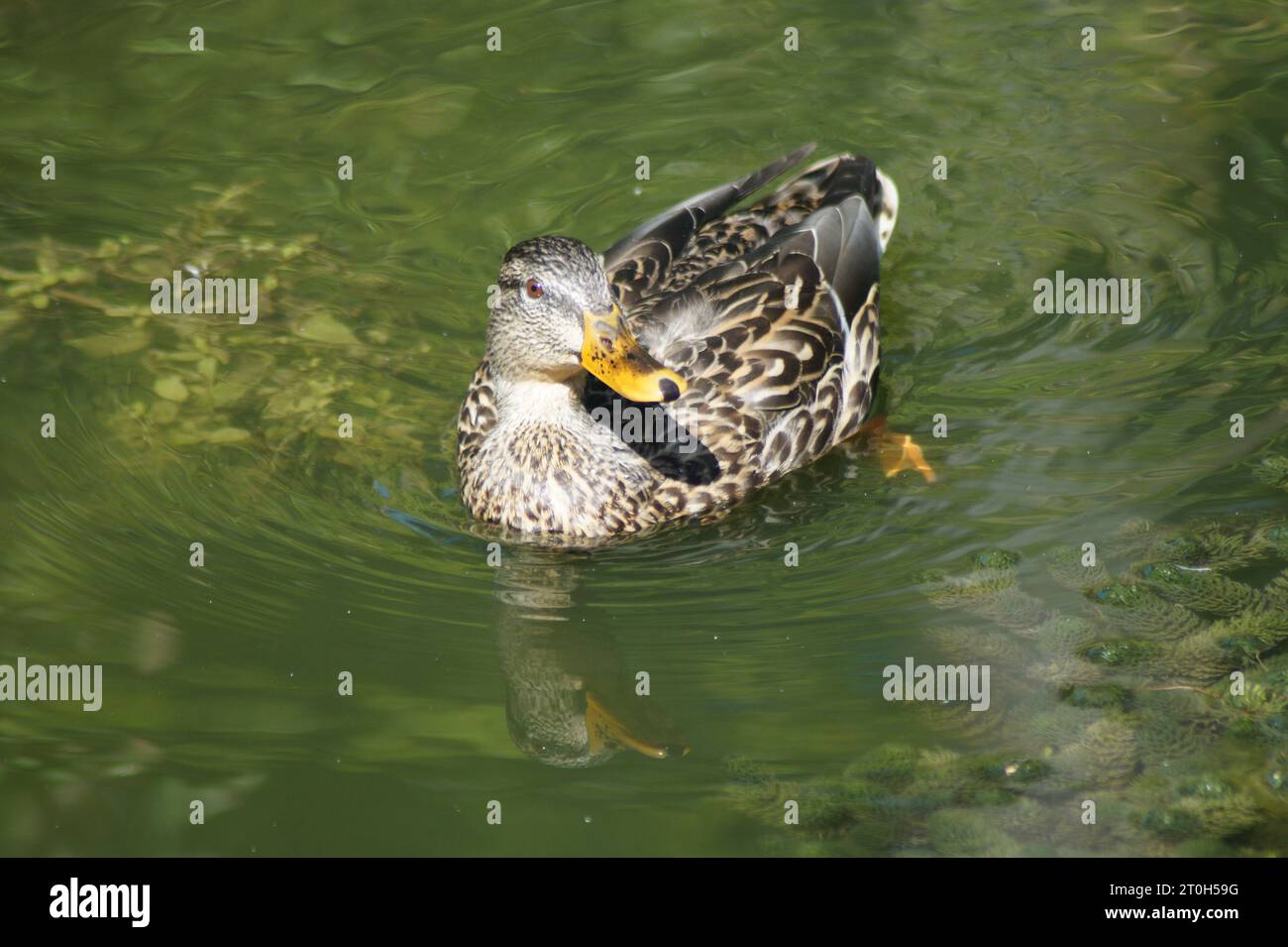 Mallard swimming hi-res stock photography and images - Alamy