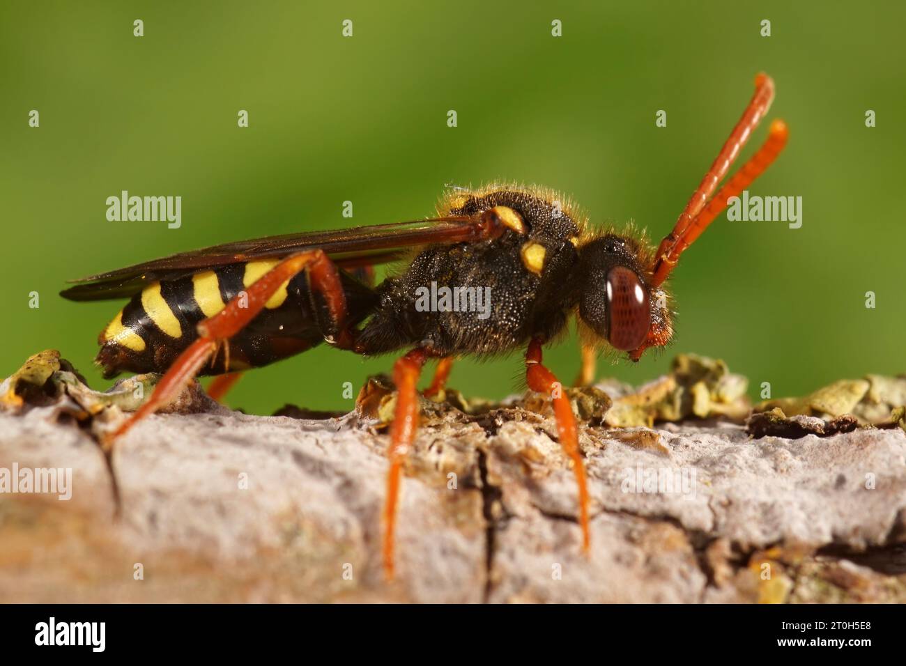 Natural closeup of a colorful red female orange horned nomad cuckoo bee ...