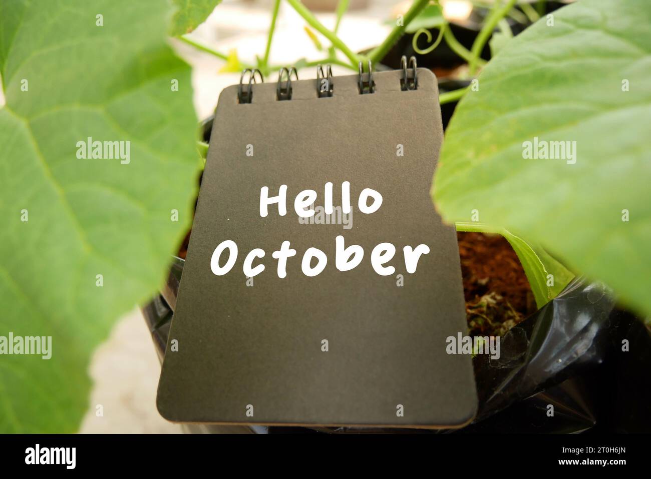 "Hello October" writing on spiral black notebook on burlap with ...
