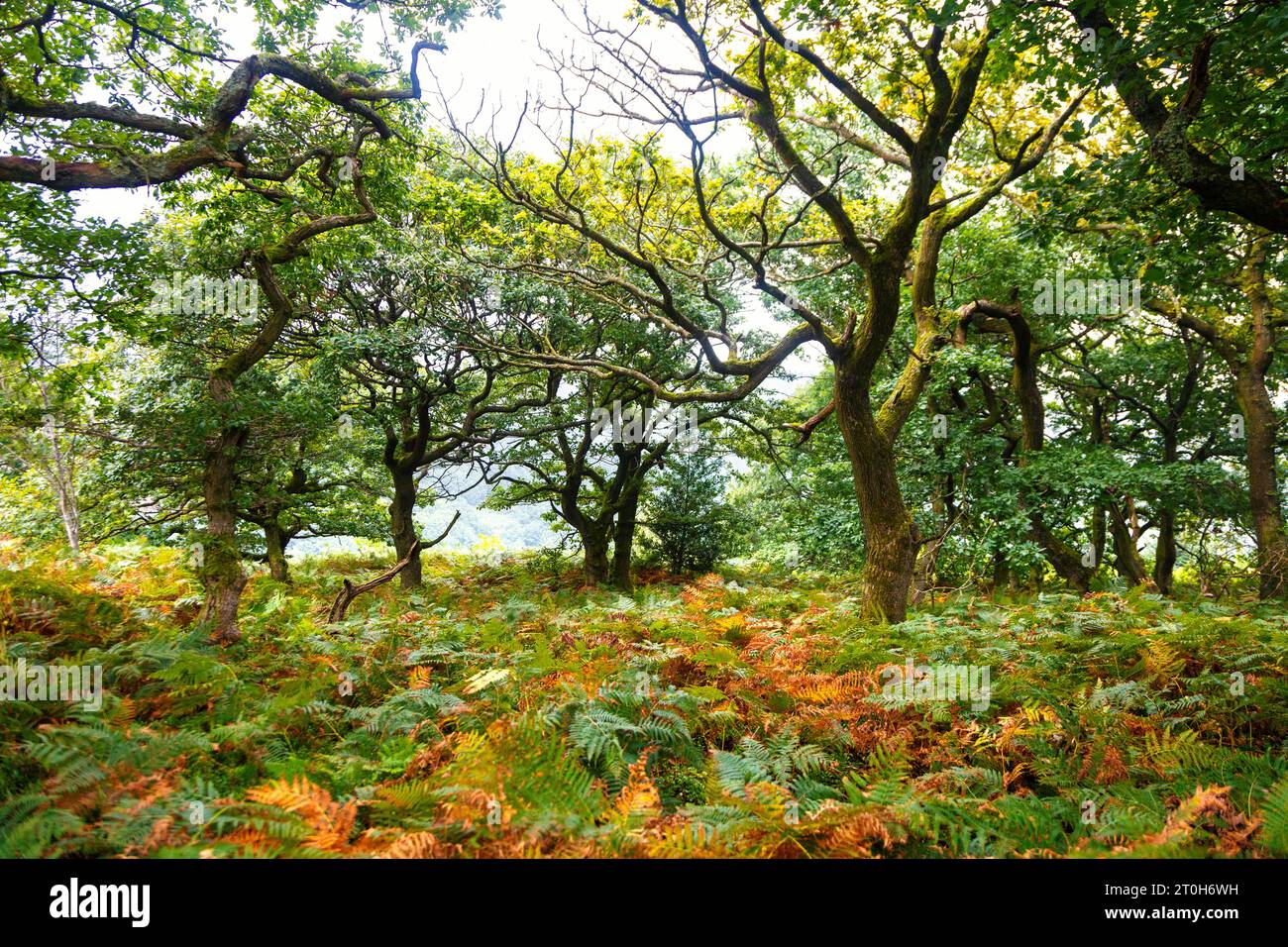 Ferns and trees along a trail to Sugar Loaf mountain, Brecon Beacons ...