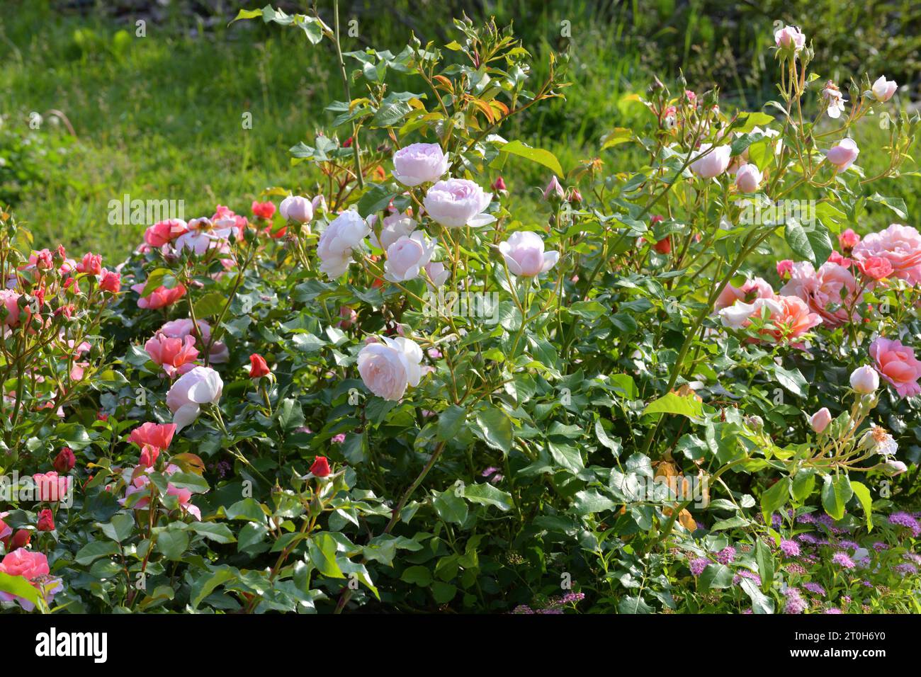 Large blooming rose bush in garden Stock Photo - Alamy
