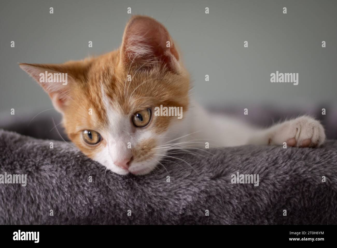 Four months old kitten laying in his bed looking over the edge Stock ...