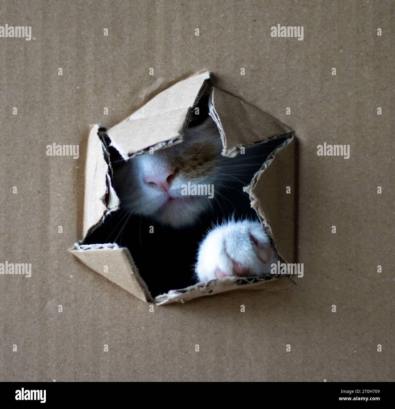Cute ginger kitten peeking out of hole in cardboard box hi-res stock ...