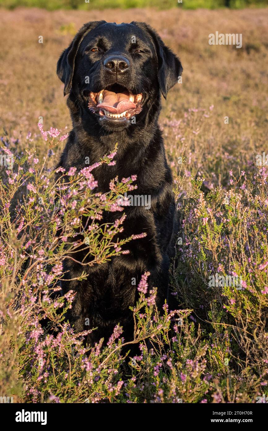 Black labrador retriever sitting in the lavender fields Stock Photo - Alamy