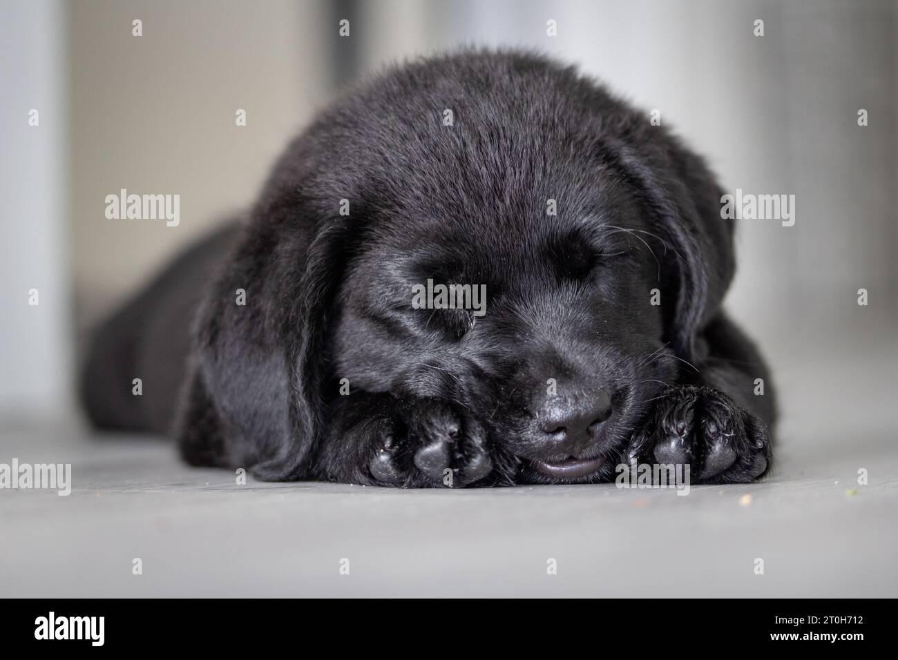 Black labrador retriever puppy sleeping on the floor Stock Photo - Alamy