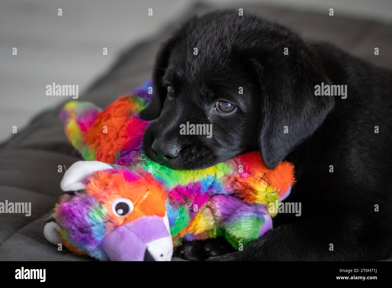 Black labrador retriever puppy chewing on a toy Stock Photo - Alamy