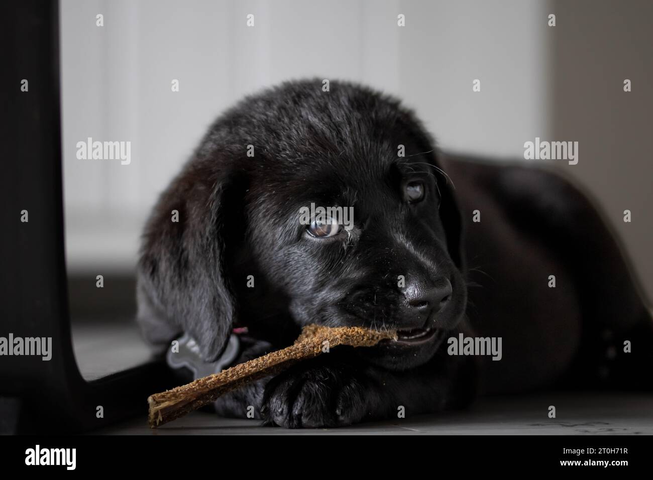 Black labrador retriever puppy chewing on a snack Stock Photo - Alamy