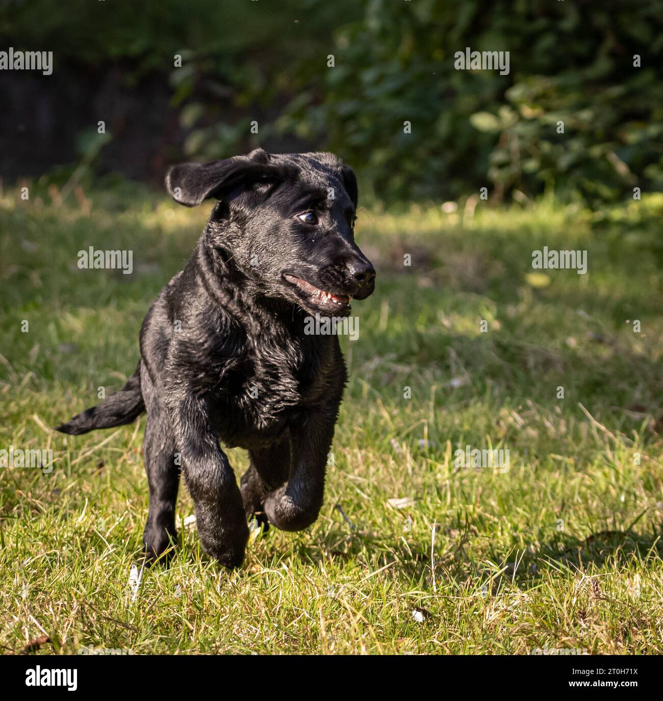 Black labrador retriever puppy running towards the camera Stock Photo ...