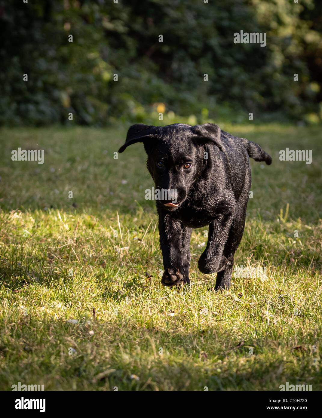 Black labrador retriever puppy hi-res stock photography and images - Alamy