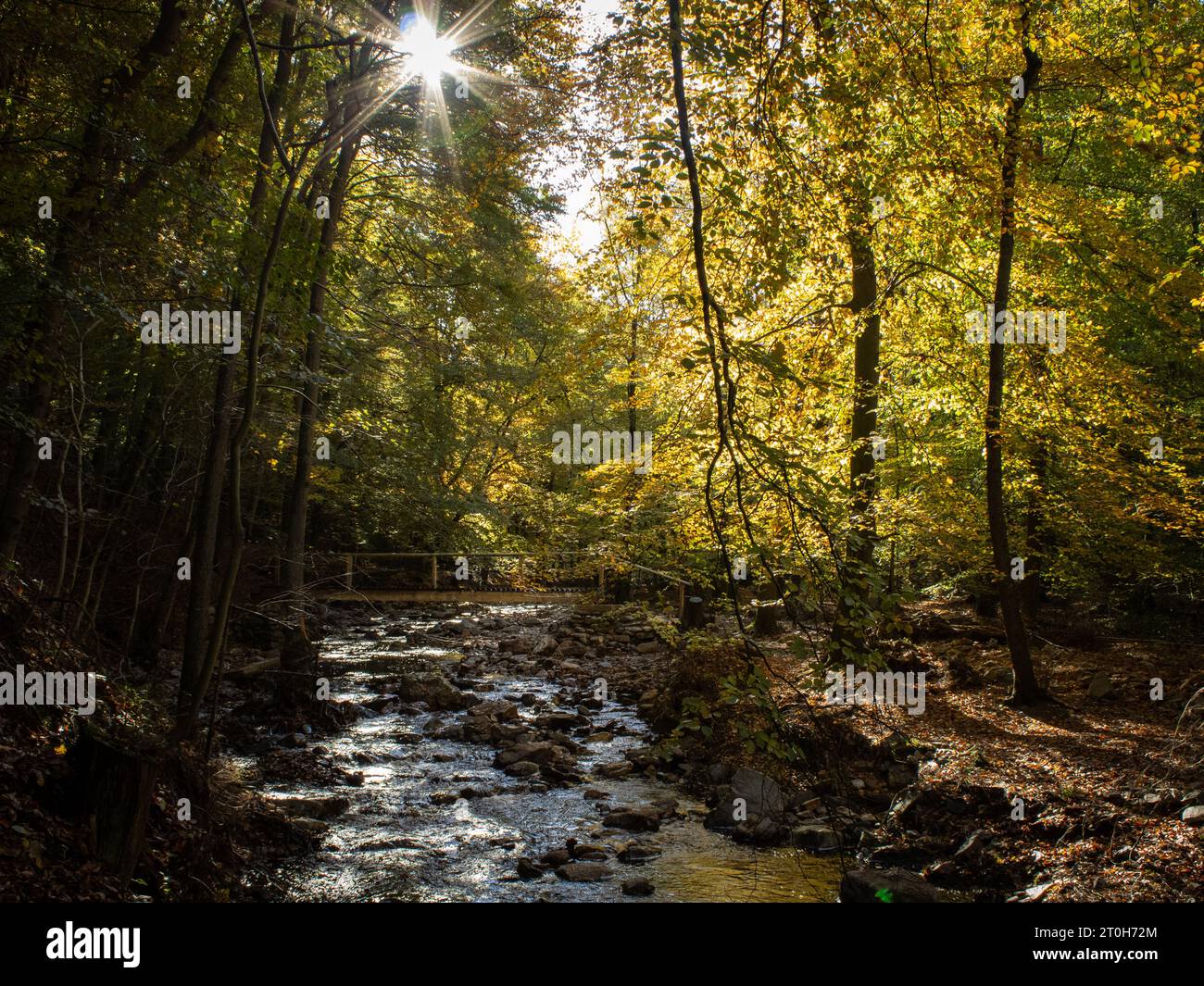 Little stream leading through the forest, with the sun shining through ...