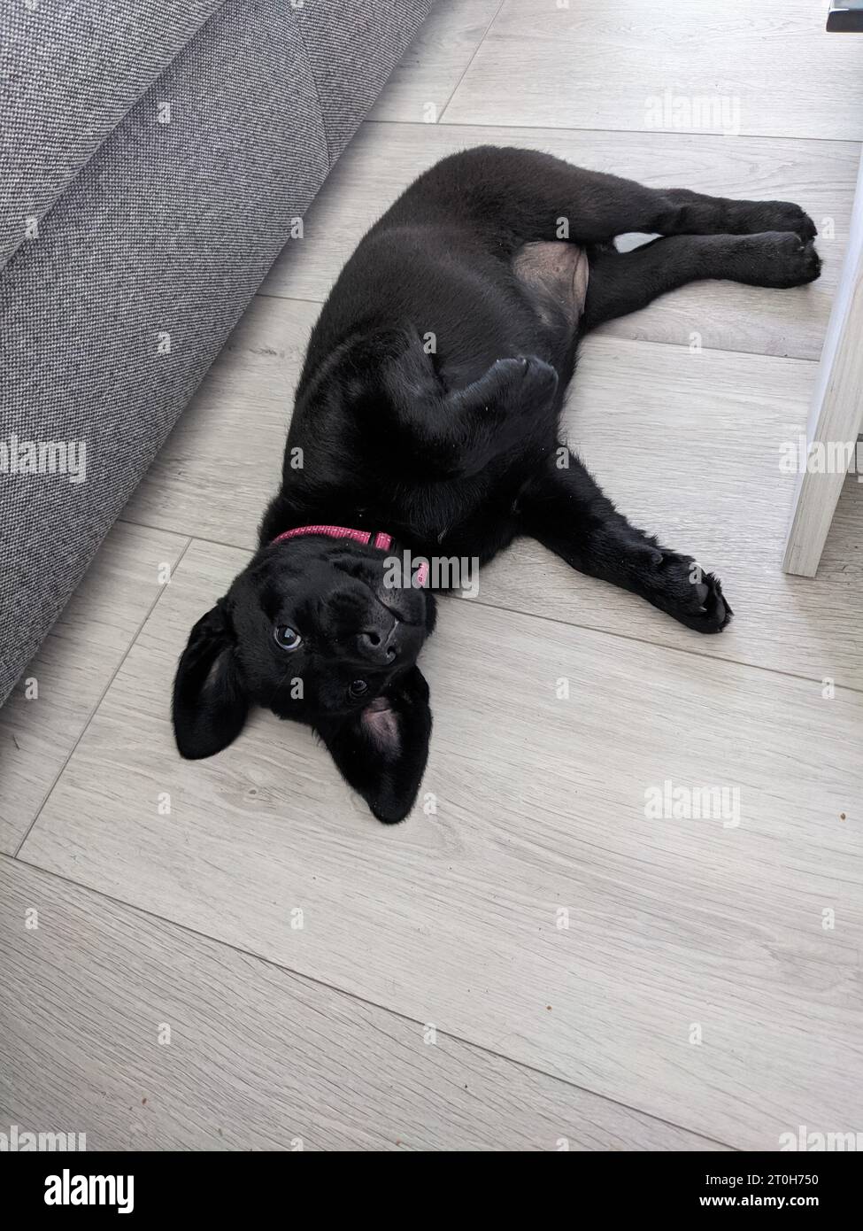 Black labrador retriever puppy laying on the floor Stock Photo - Alamy