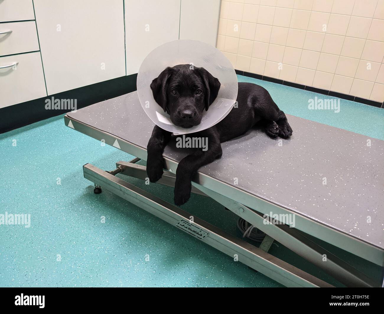 Black labrador retriever puppy at the vet wearing a cone of shame Stock ...