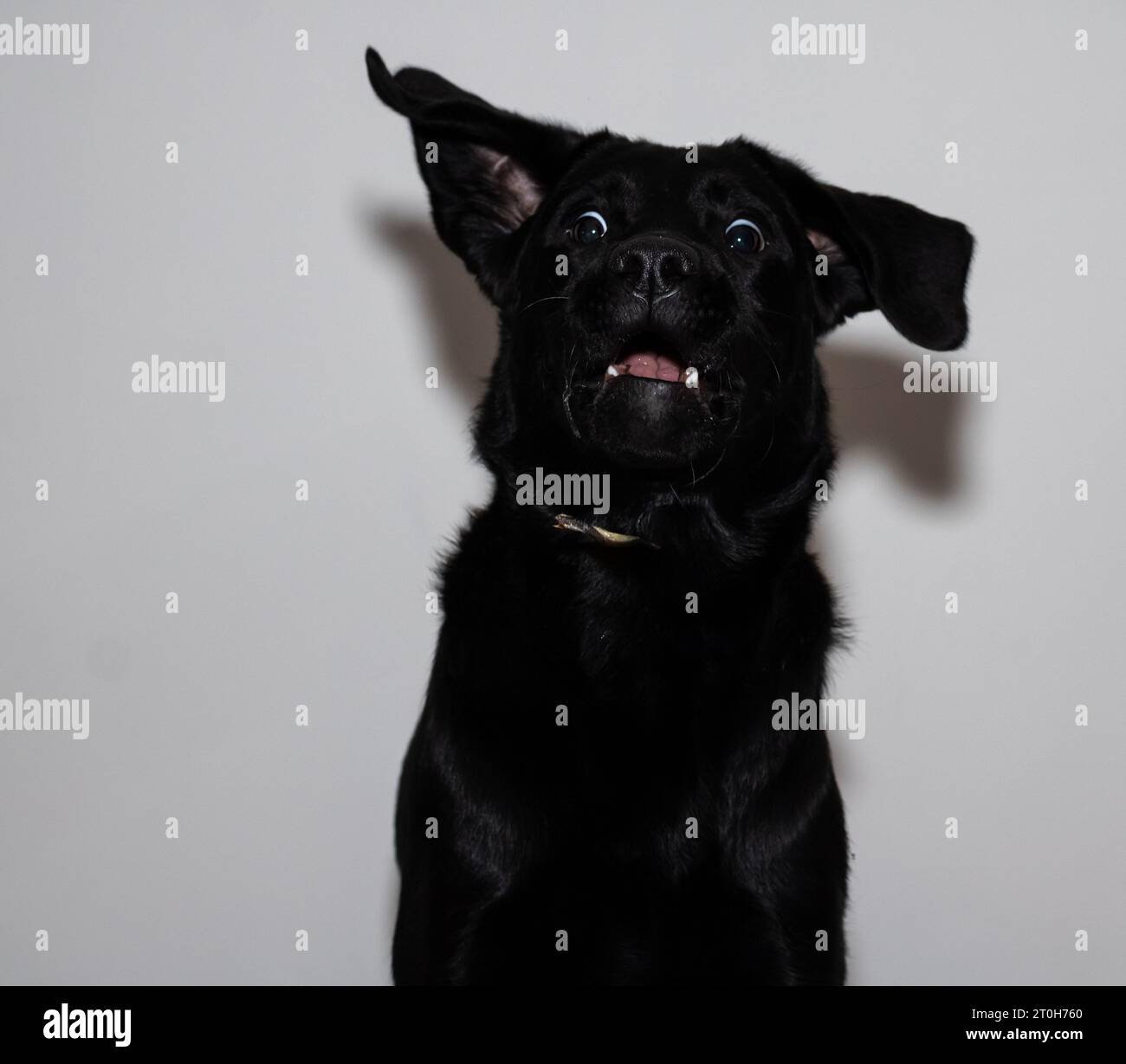 Black labrador retriever trying to catch a cookie Stock Photo - Alamy