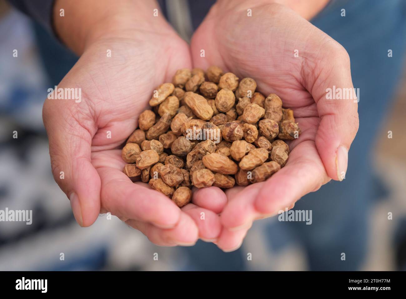 Tiger nut plant hi-res stock photography and images - Alamy