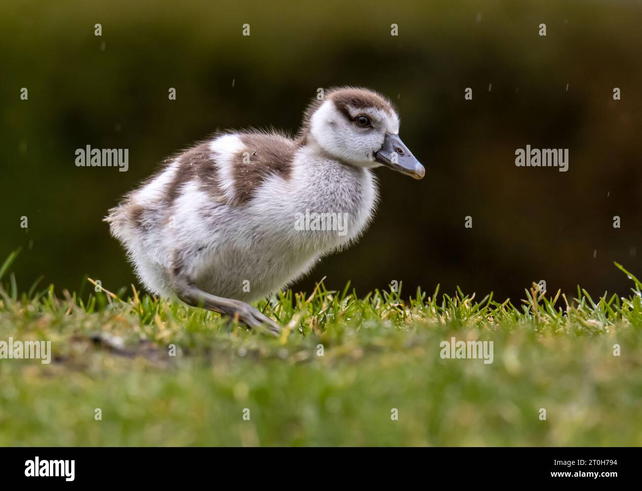 Baby egyptian gosling hi-res stock photography and images - Alamy
