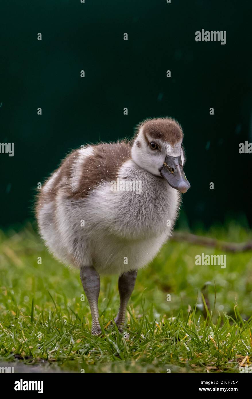 Cute newborn gosling hi-res stock photography and images - Alamy