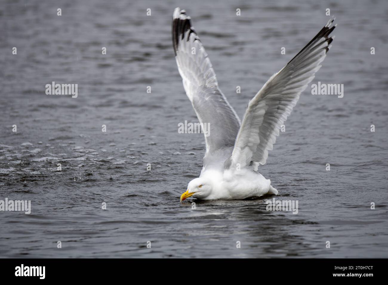 Seagull landing on water hi-res stock photography and images - Alamy
