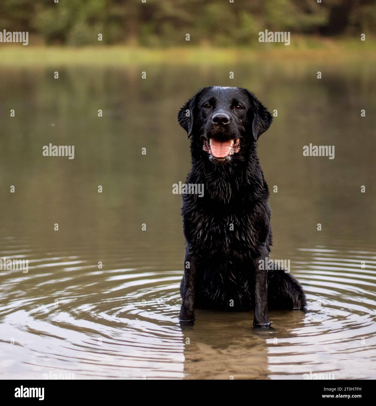 Black labrador retriever sitting in the water Stock Photo - Alamy