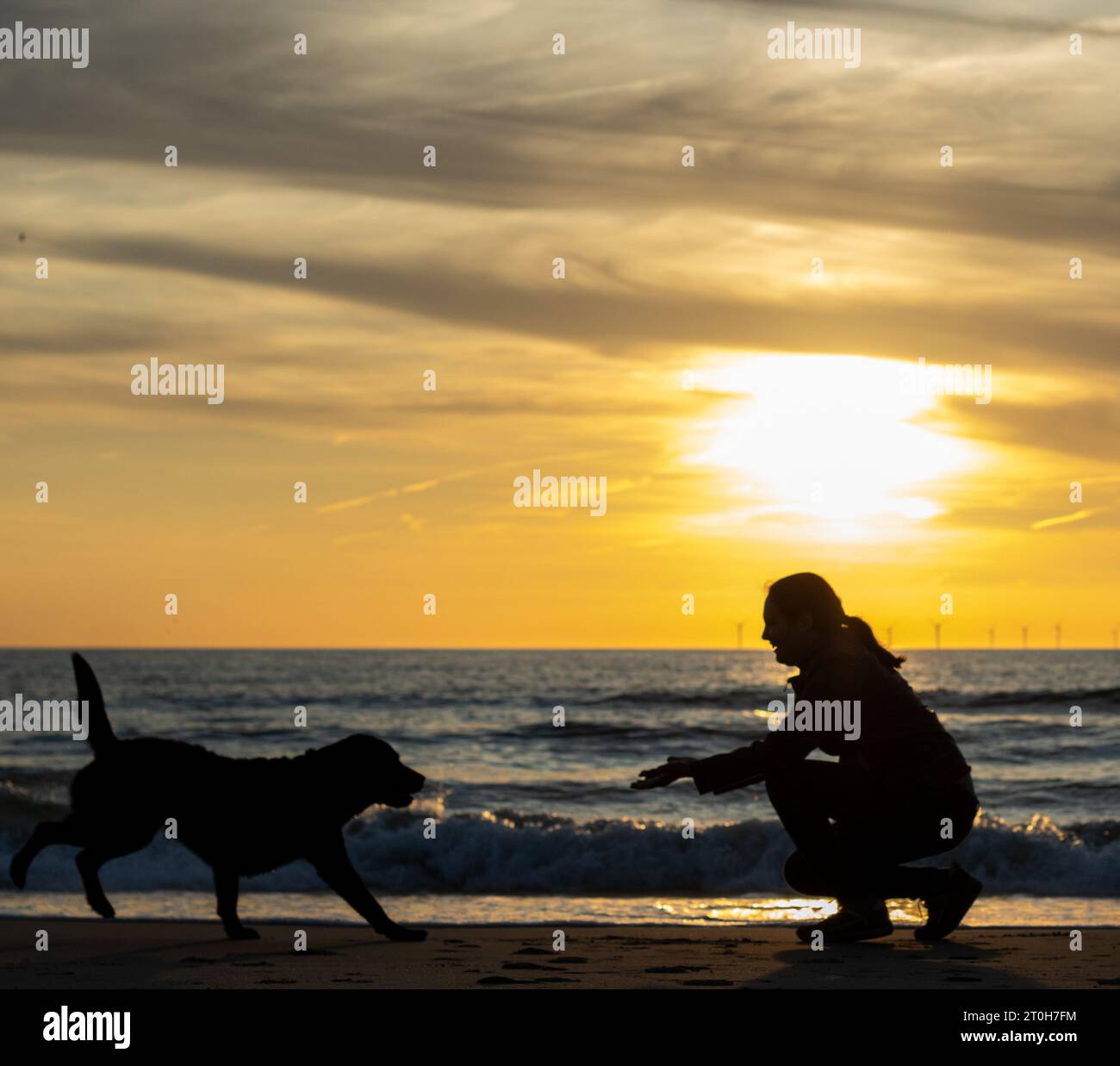 Silhouette of a black labrador retriever running towards her owner ...