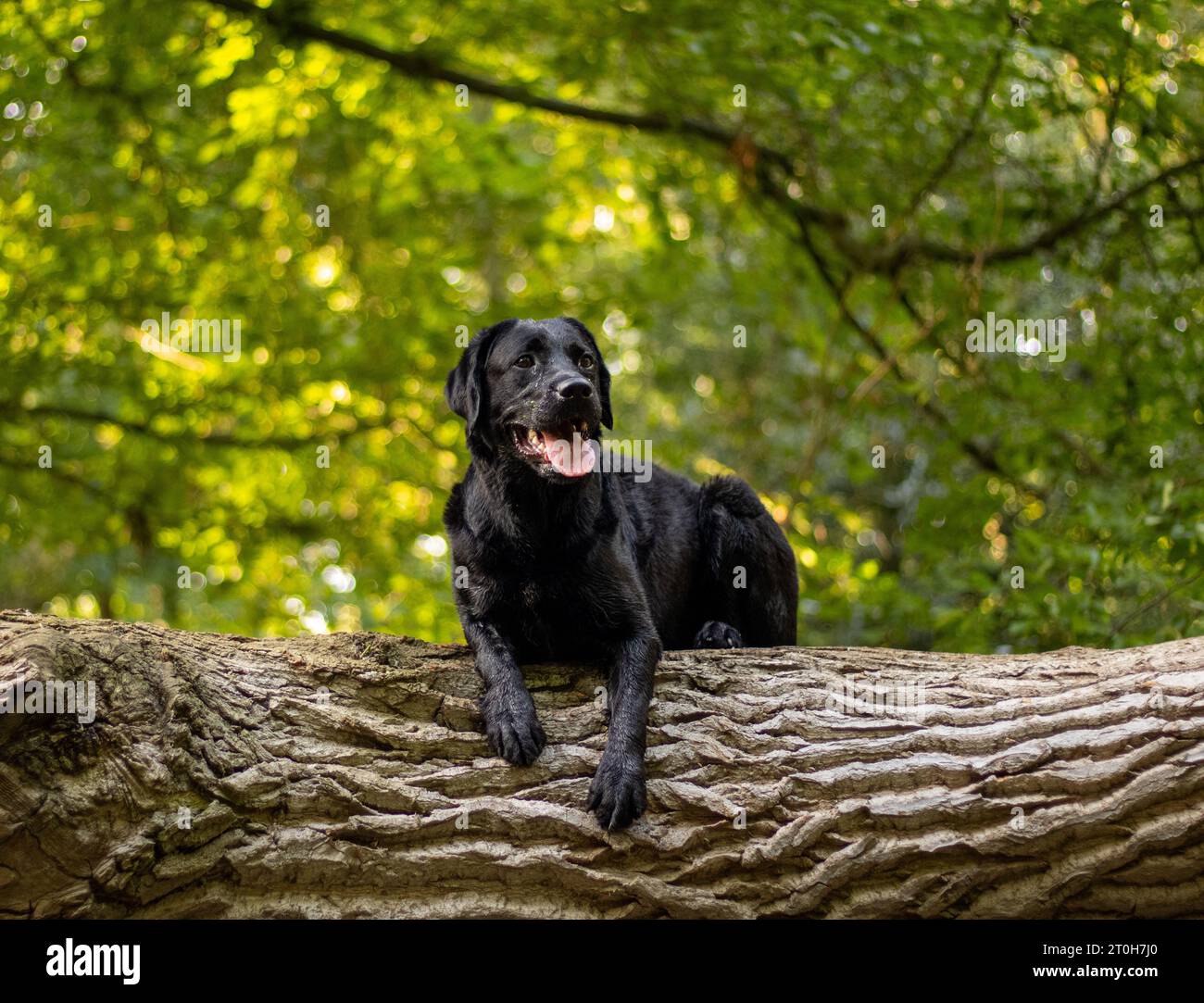Black labrador retriever laying on a fallen tree trunk Stock Photo - Alamy