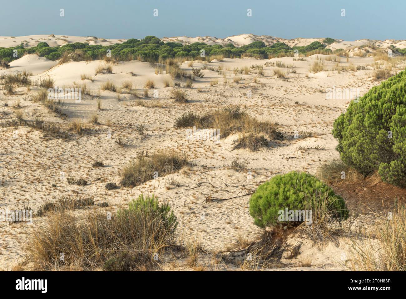view of the landscape in the Coto Donana National Park, Andalucia ...