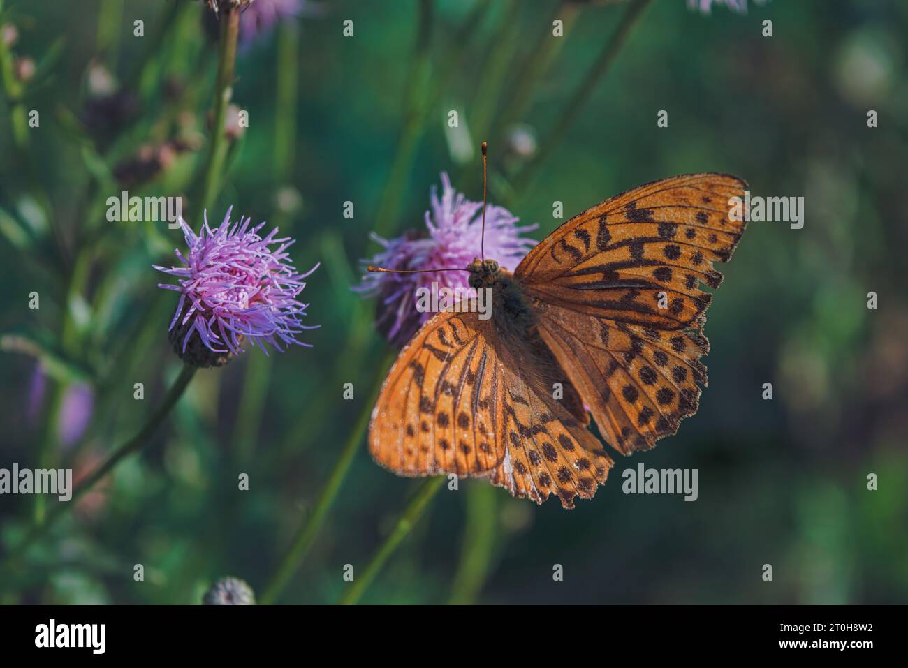 Butterfly fritillary with open orange wings with dots dotted on a ...