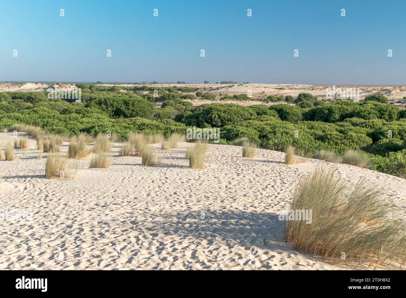 view of the landscape in the Coto Donana National Park, Andalucia ...