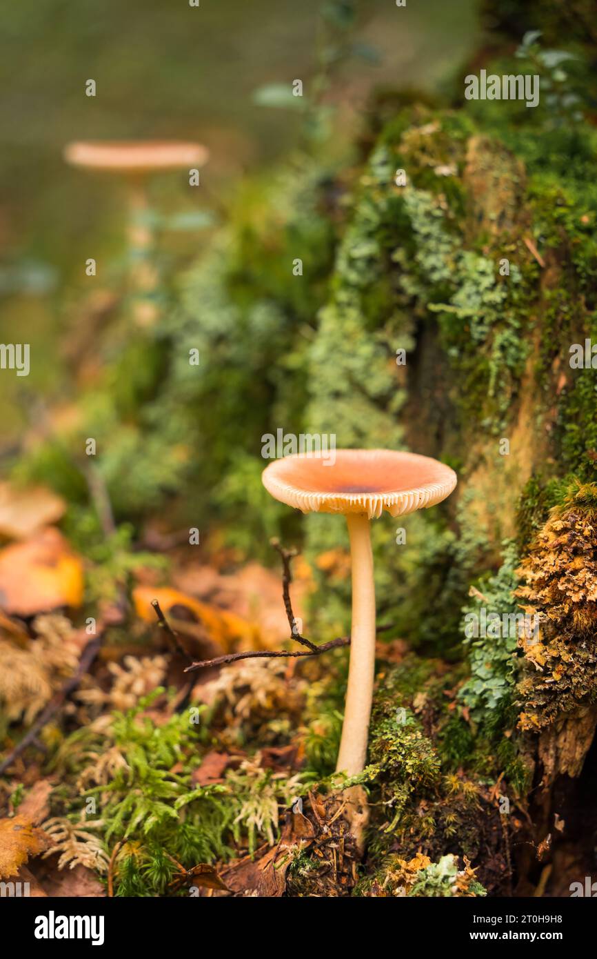 Tawny grisette (Amanita fulva), close up in nature Stock Photo - Alamy