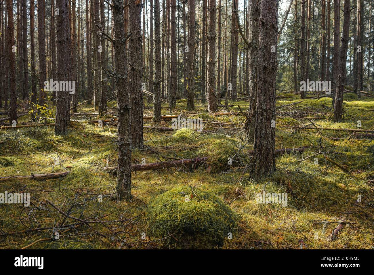 Fallen trees hi-res stock photography and images - Alamy