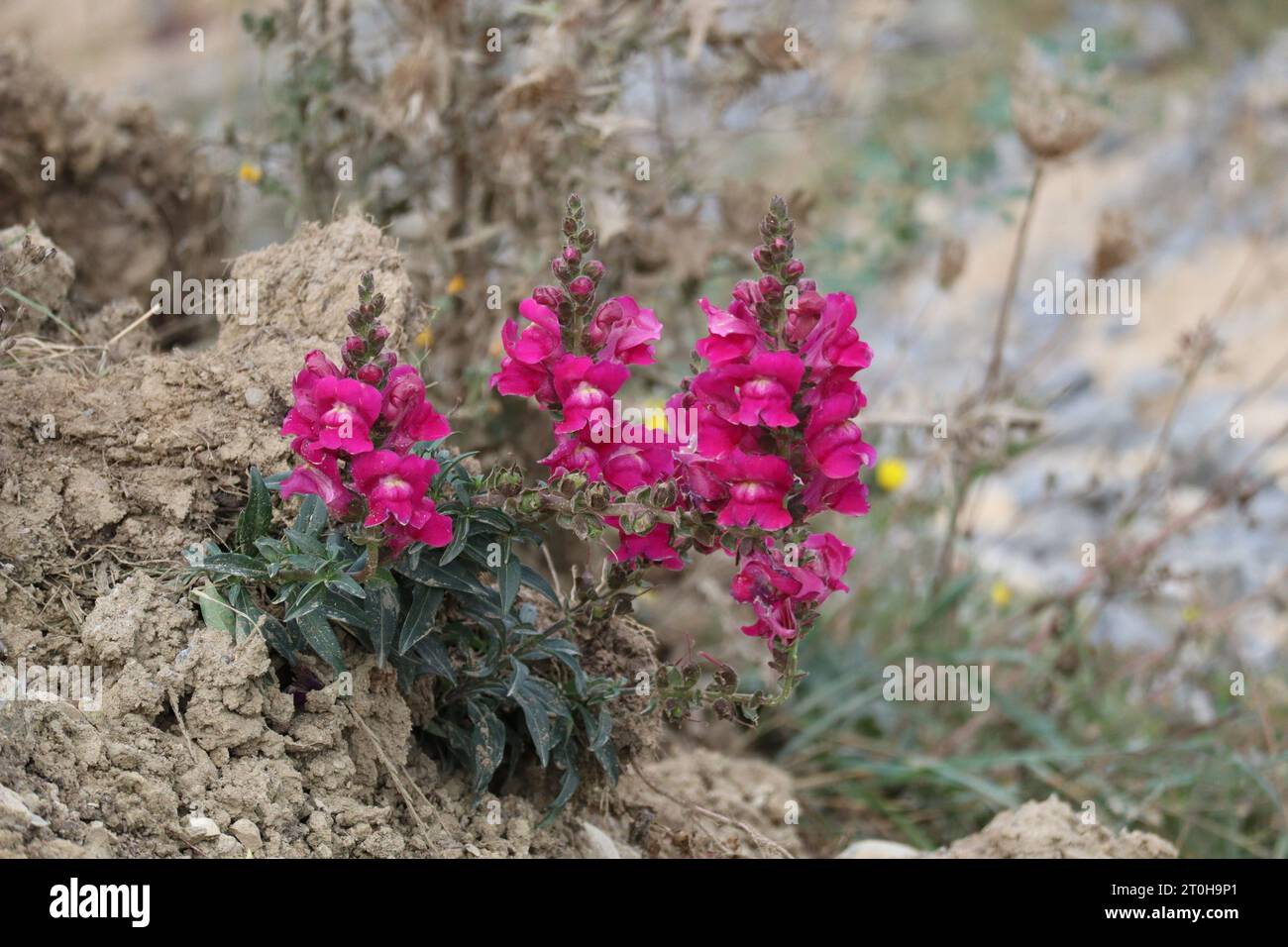Large snapdragon hi-res stock photography and images - Alamy