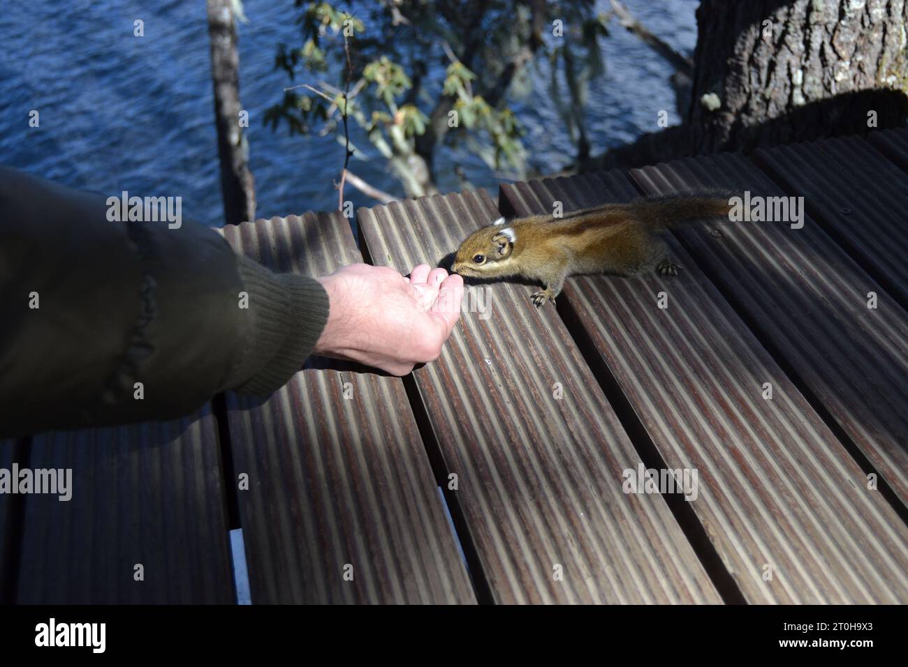 feed the chipmunks in the wild, in pudacuo national park, yunnan, china ...