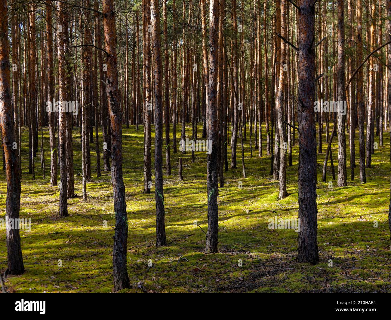 Half grown trees hi-res stock photography and images - Alamy