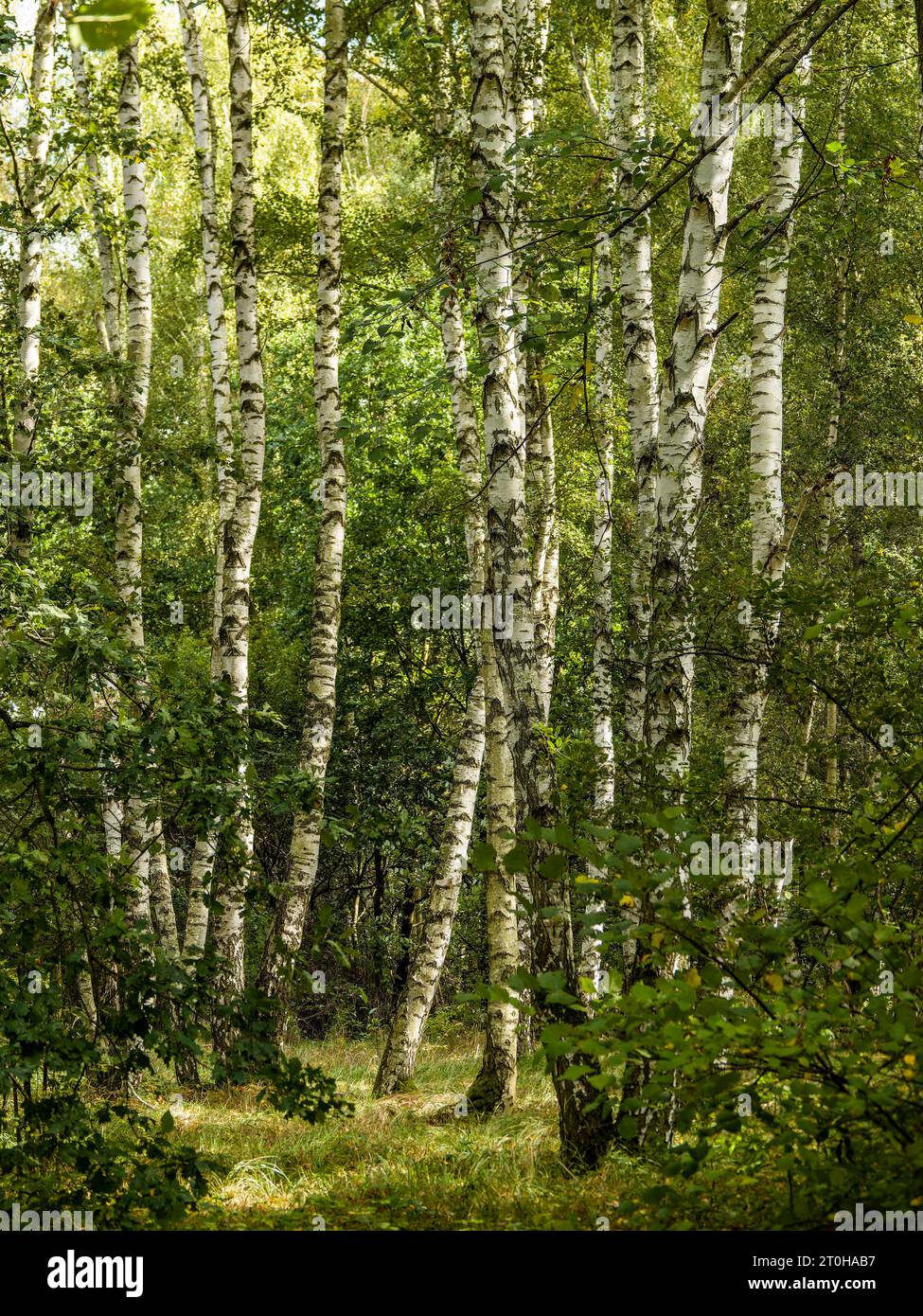 Birches (Betula) forest, tree trunks, Germany Stock Photo - Alamy